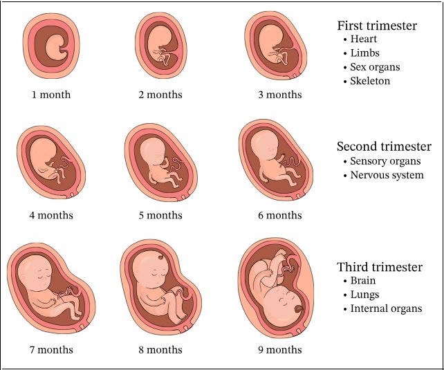 Saving the Unborn. Their Lives Matter. [1] | Catallaxy Files